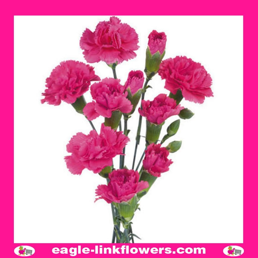 Pink Spray Carnation - Eagle-Link Flowers