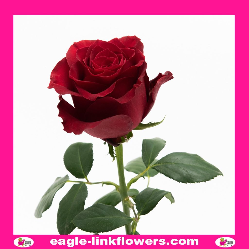 Premium Roses - Eagle-Link Flowers