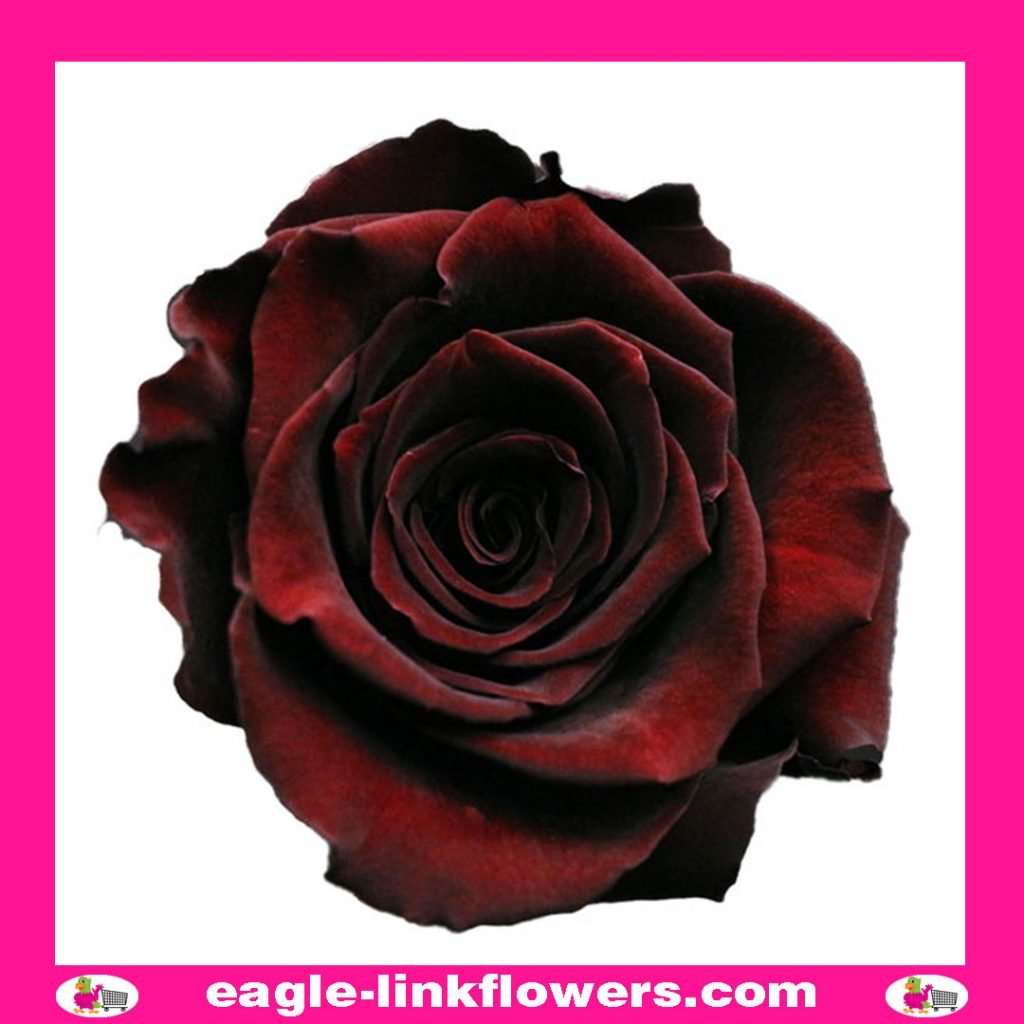 Black Baccara - T-Hybrid Roses - Eagle-Link Flowers