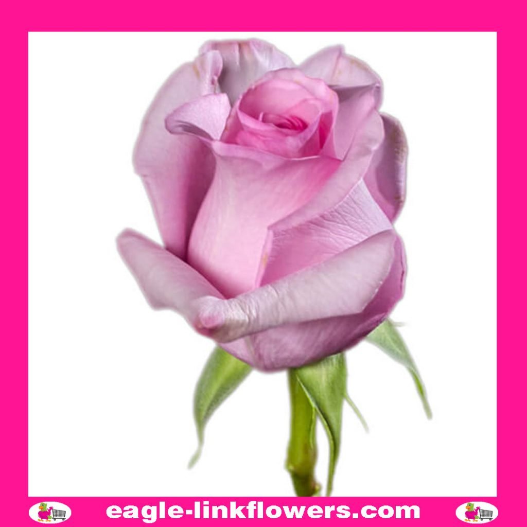 Titanic - T-Hybrid Roses - Eagle-Link Flowers