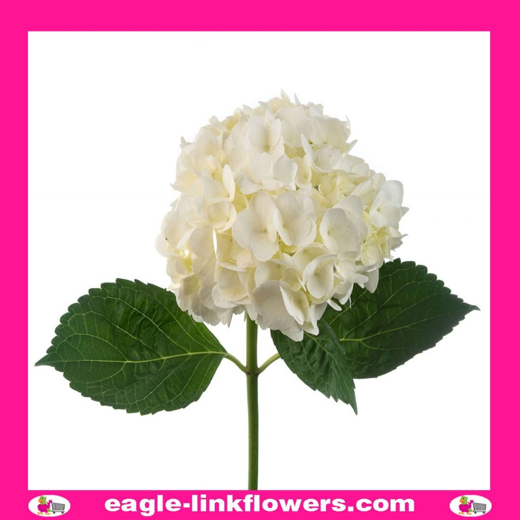 Hydrangea - Eagle-Link Flowers