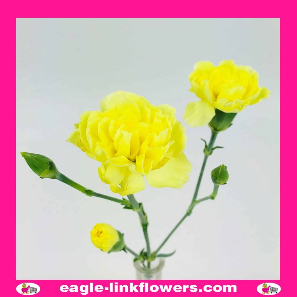 Yellow Spray Carnation - Eagle-Link Flowers