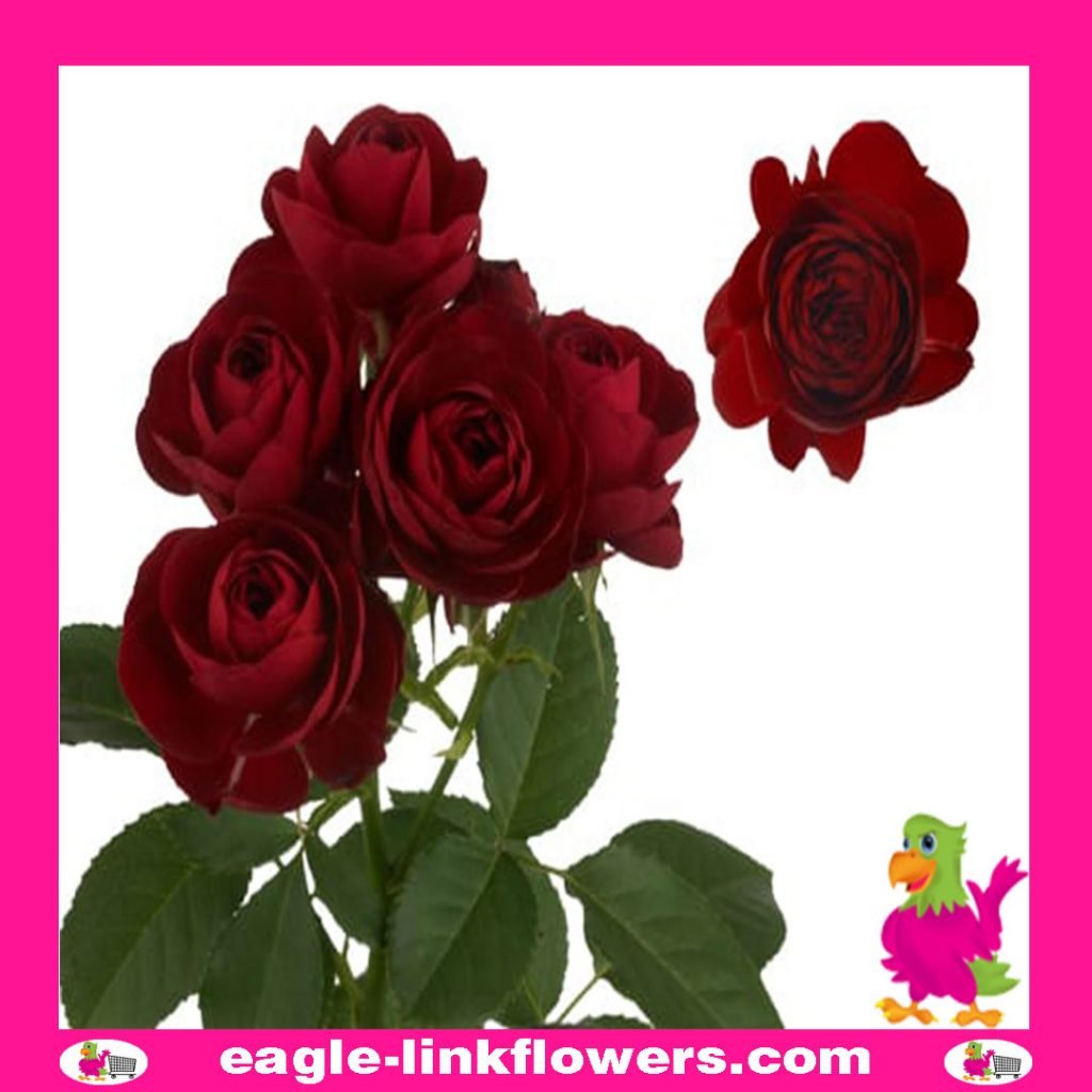 Fresh Cut Flowers - Eagle-Link Flowers