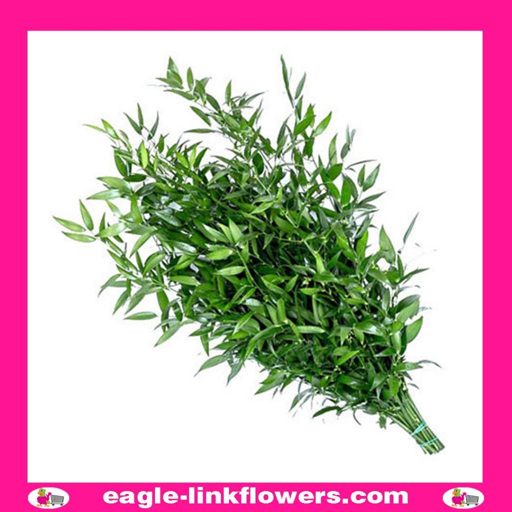Italian Ruscus - Fillers and Foliage - Eagle-Link Flowers