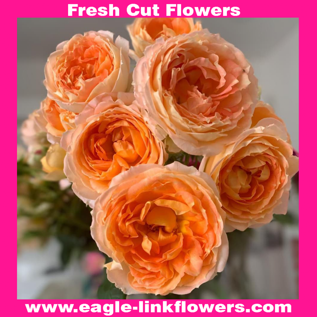 Princess Aiko Spray Roses - Wabara Garden Roses (Japanesse Varieties ...