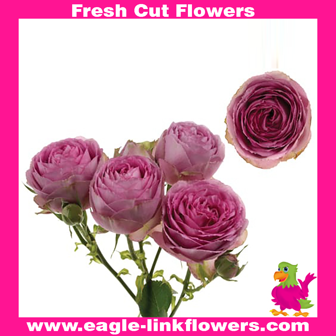 Clustar Roses - Eagle-Link Flowers