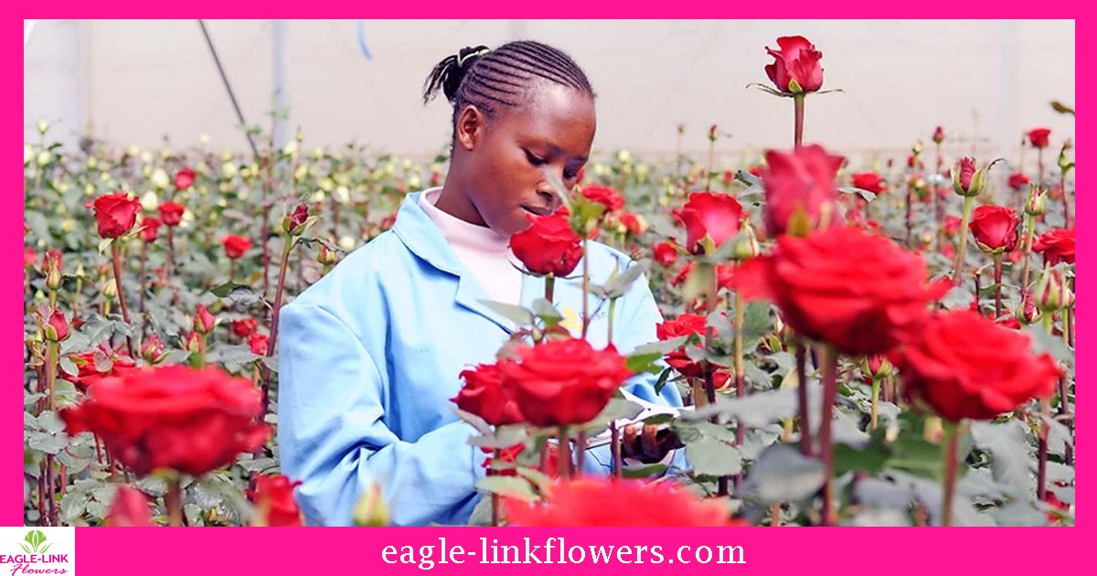 Challenges Faced by Small Scale Flower Farms in Production of Cut ...