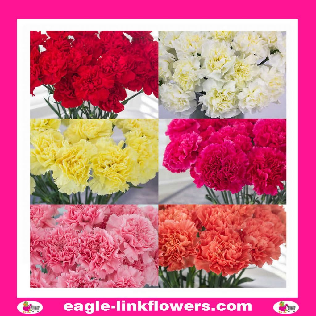 Top 10 Countries That Export Flowers to the World - Eagle-Link Flowers