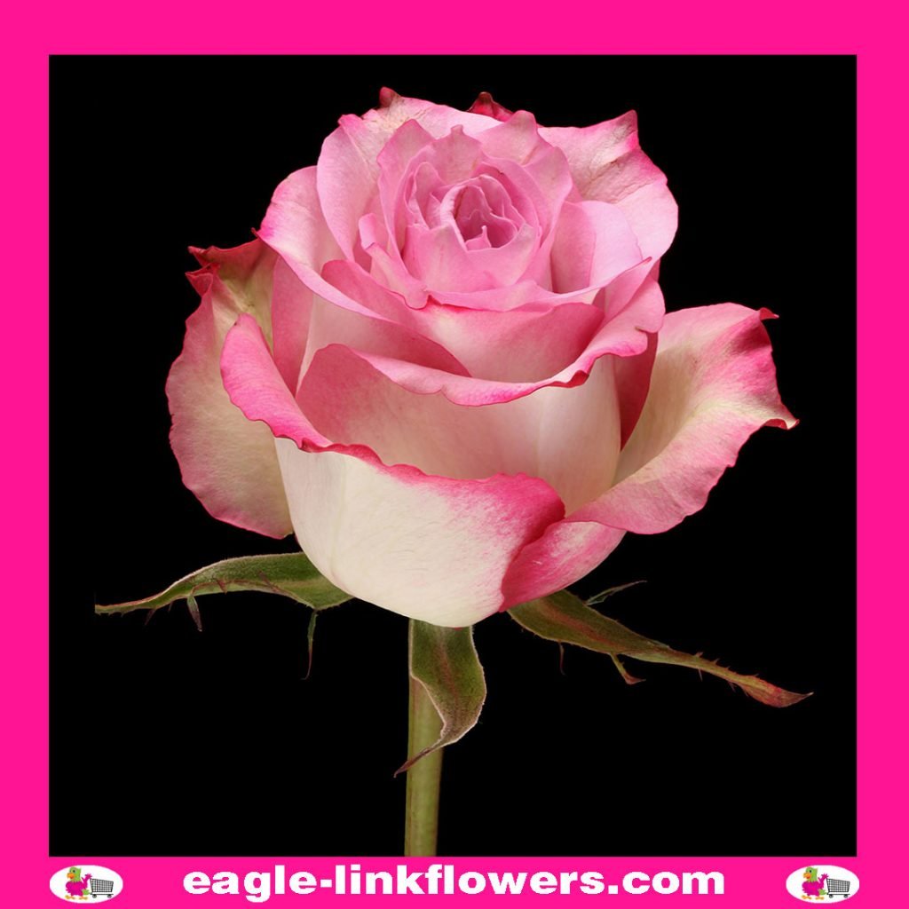 Fresh Cut Flowers - Eagle-Link Flowers