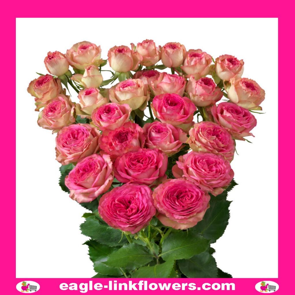 Trendsetter - Eagle-Link Flowers