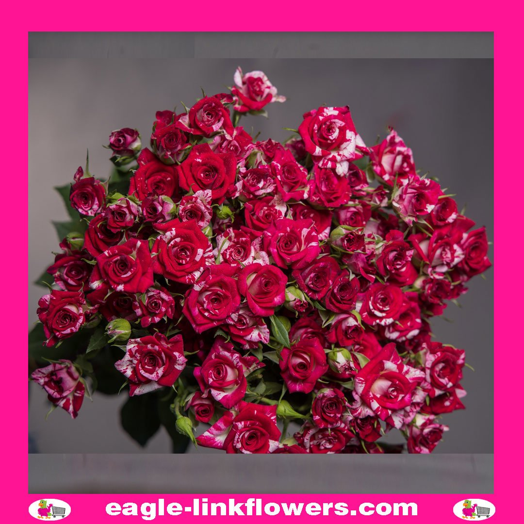 Twinkle Blossom - Regular Spray Roses - Eagle-Link Flowers