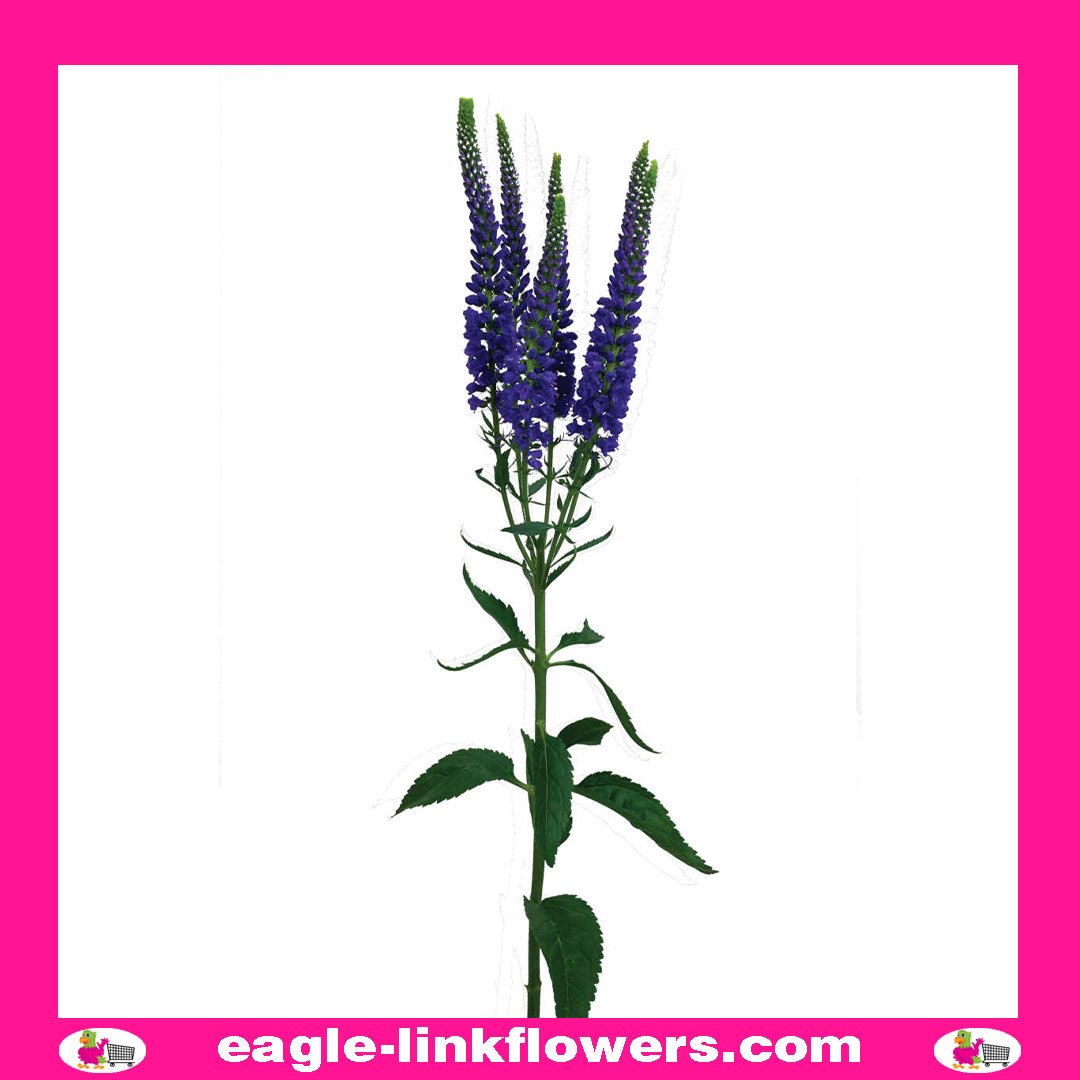 Skyler Splash Blue - Eagle-Link Flowers